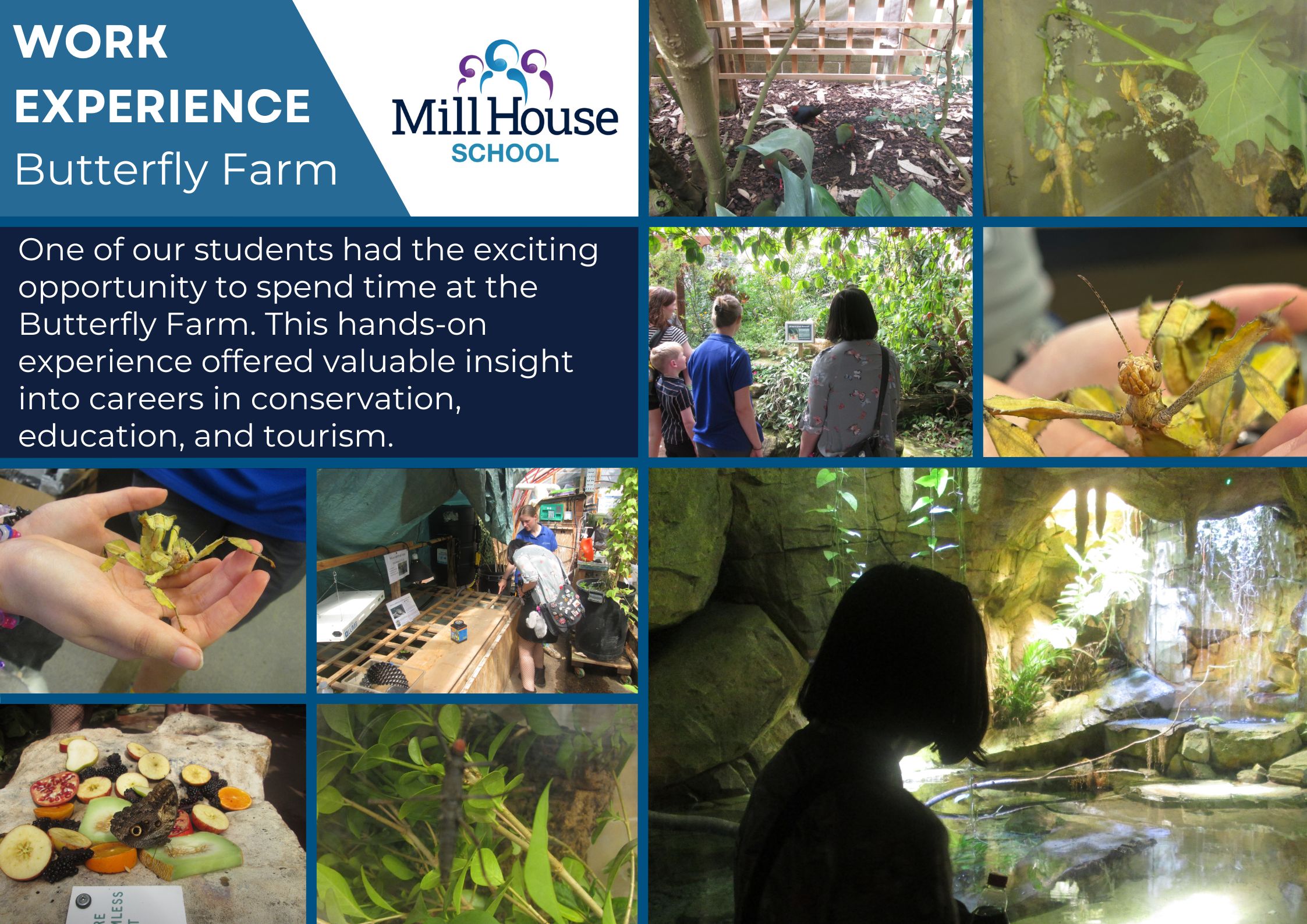 Butterflies and Beyond: Exploring Careers in Conservation - Mill House ...